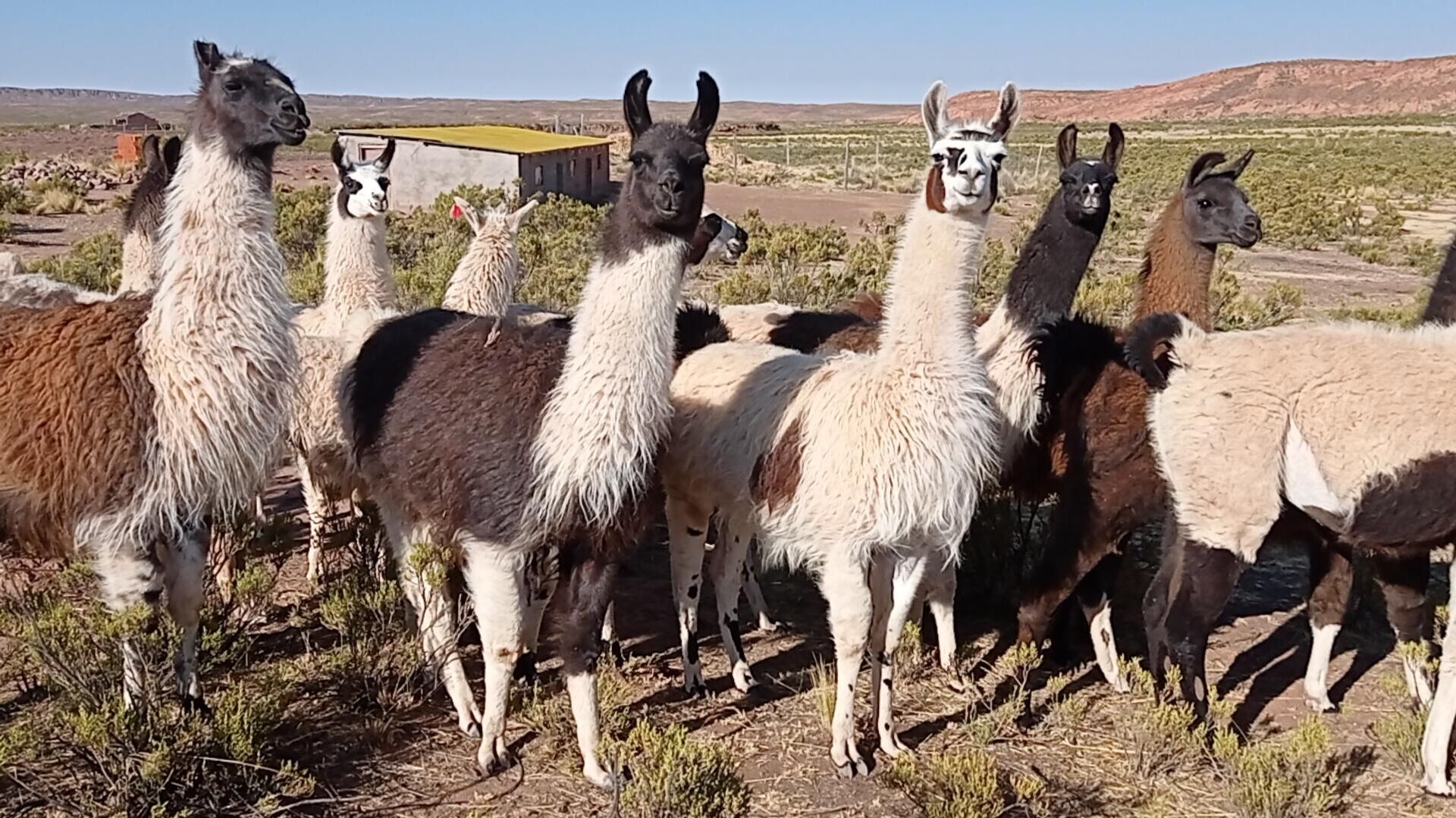Cultura Aymara Agricultura Y Ganaderia - Infoupdate.org