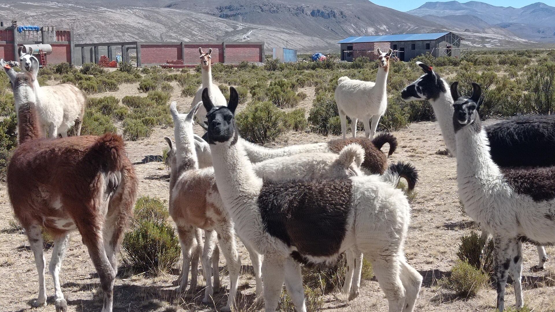 "Las llamas son nuestro banco": exportación de camélidos trae ...