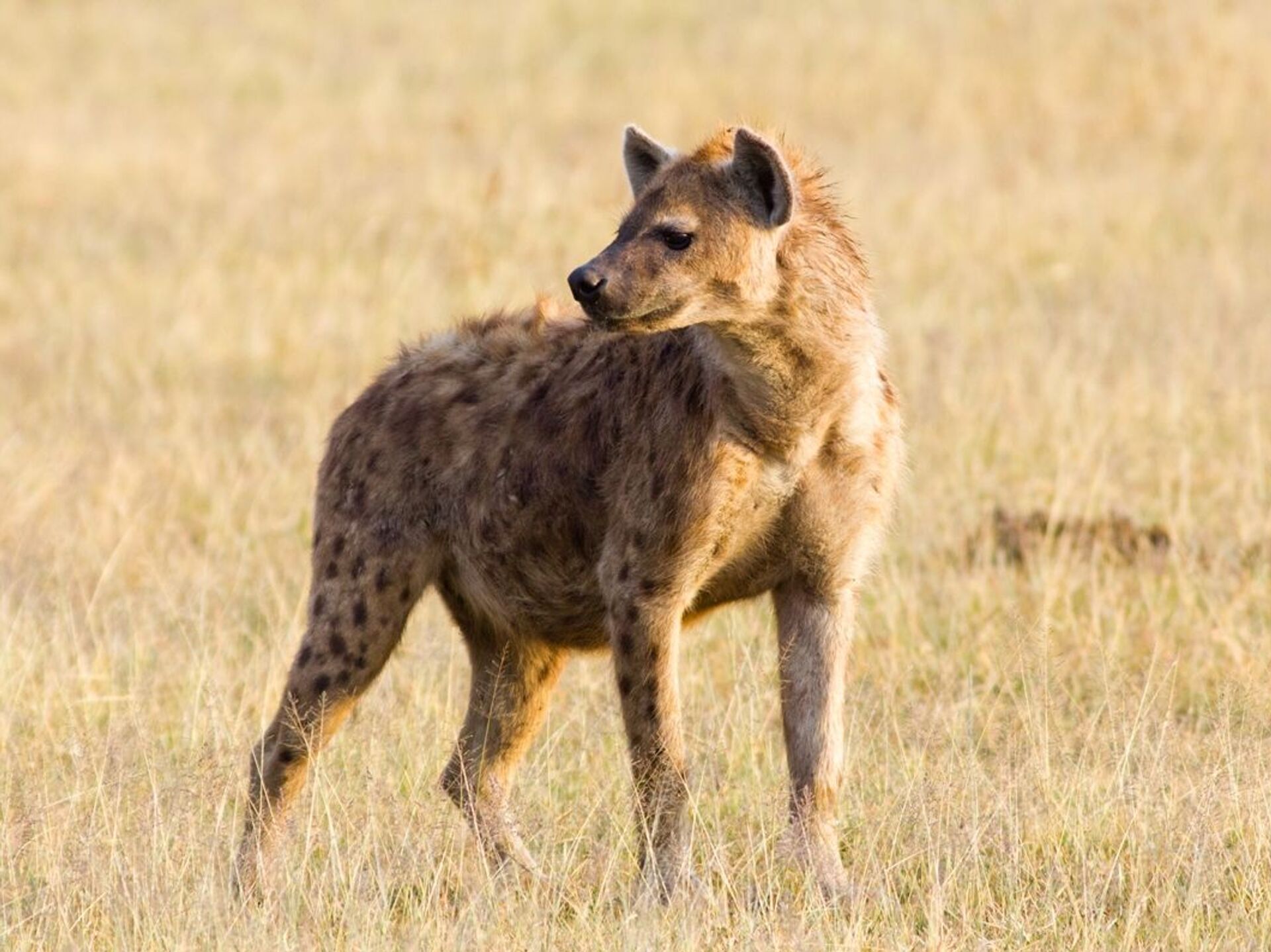 Puede Un Perro Vencer A Una Hiena